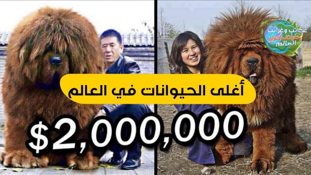 عجائب حول العالم – عجائب وغرائب